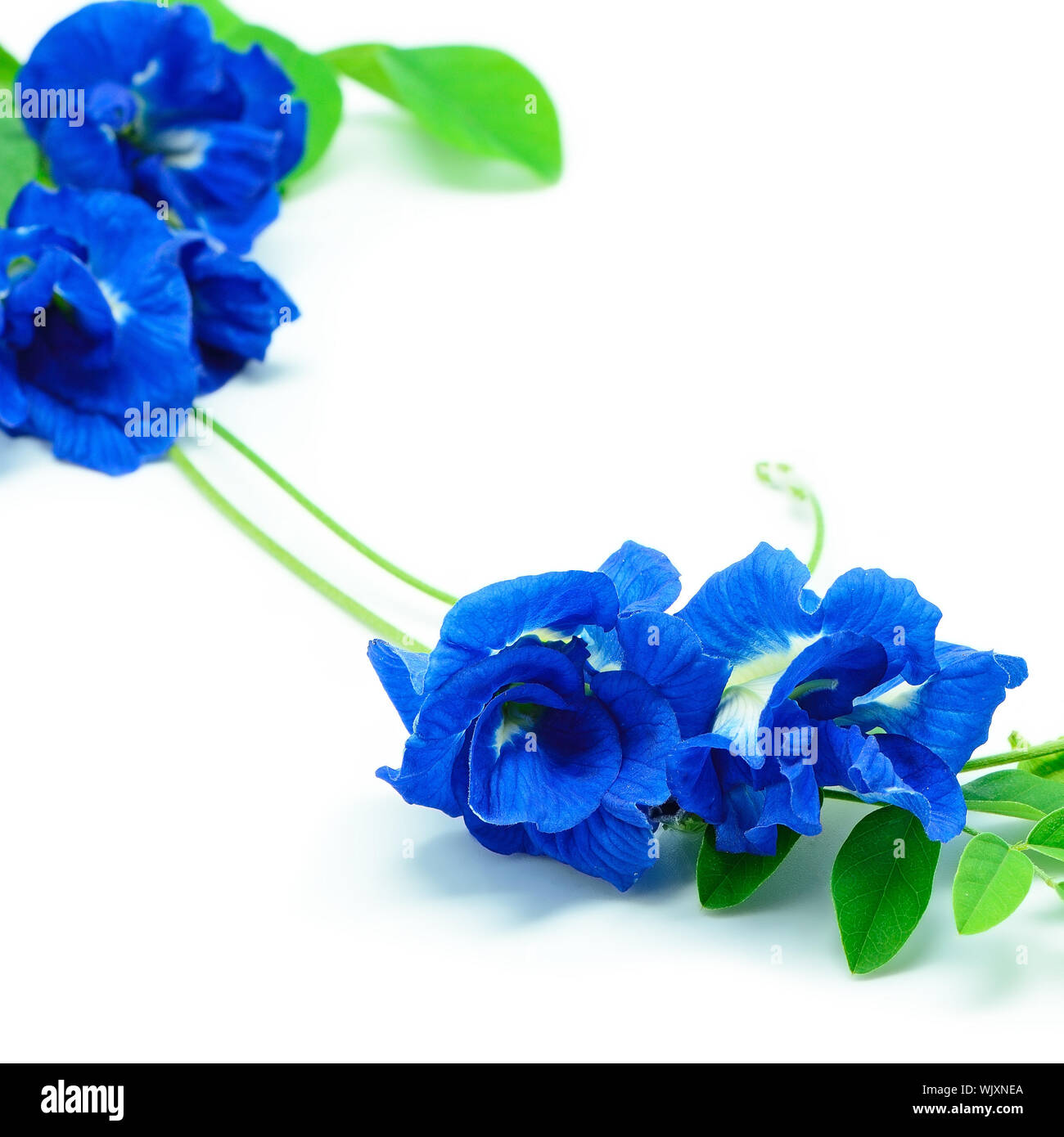 Blue Pea flower, isolated on a white background Stock Photo - Alamy