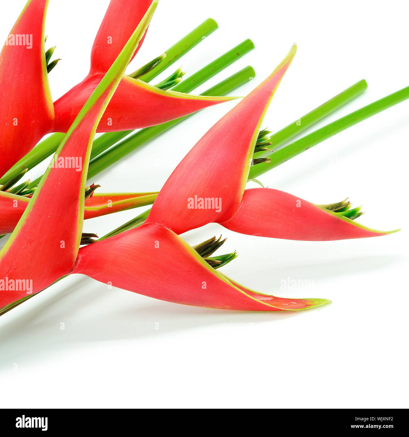 Tropical heliconia flower (Heliconia stricta), isolated on a white ...