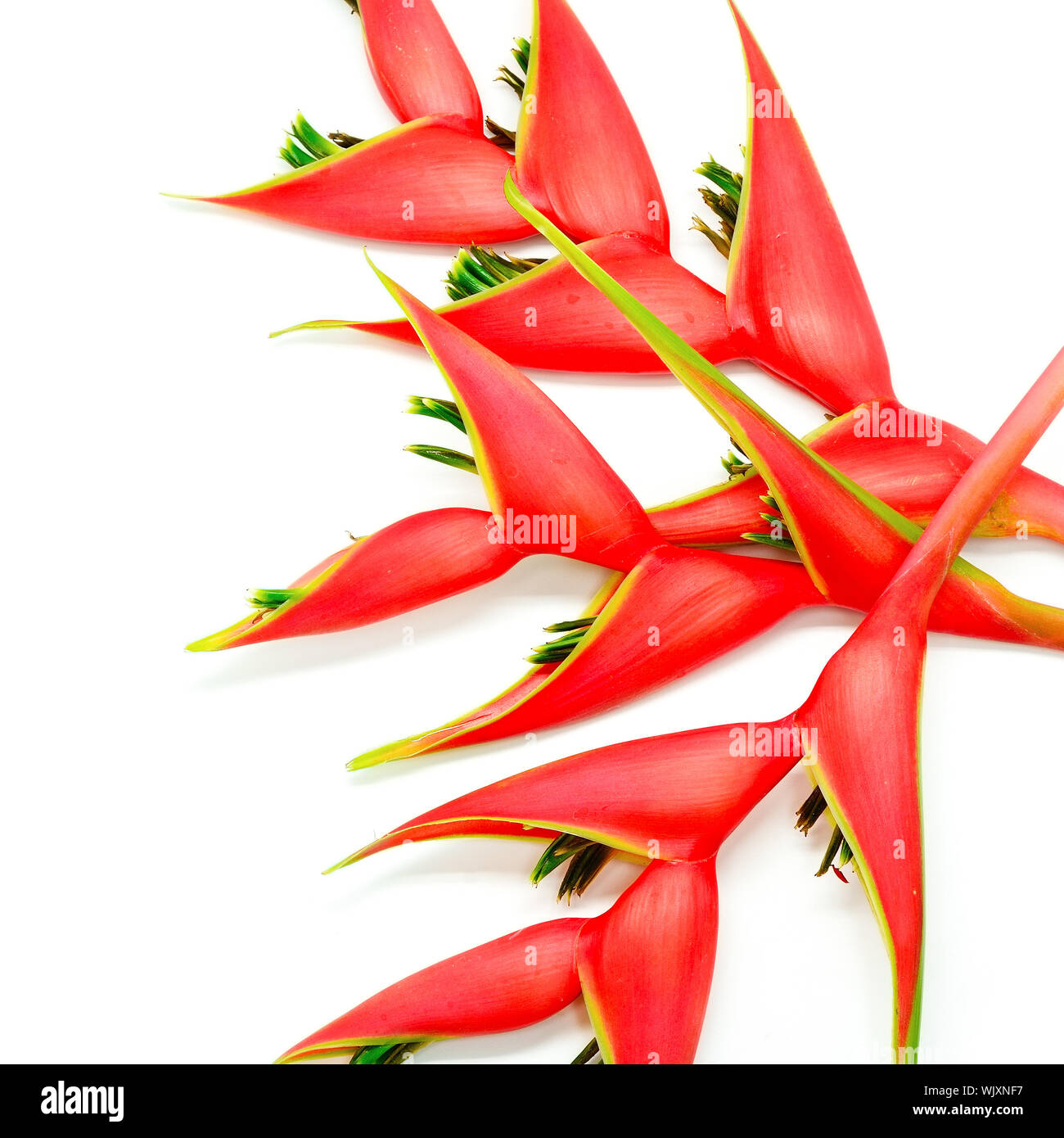 Tropical heliconia flower (Heliconia stricta), isolated on a white ...