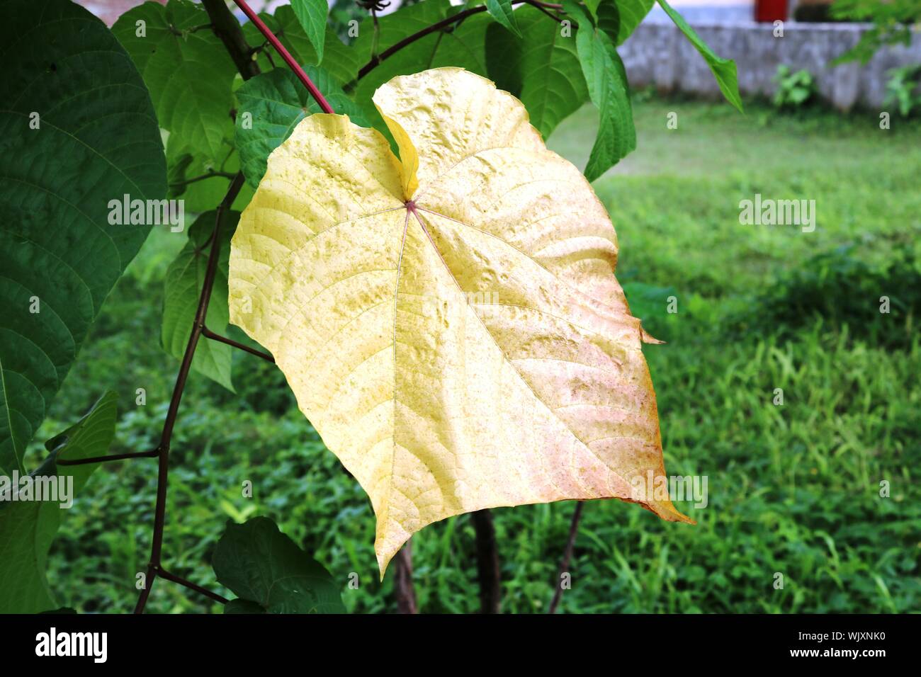 Big yellow leaf hi-res stock photography and images - Alamy