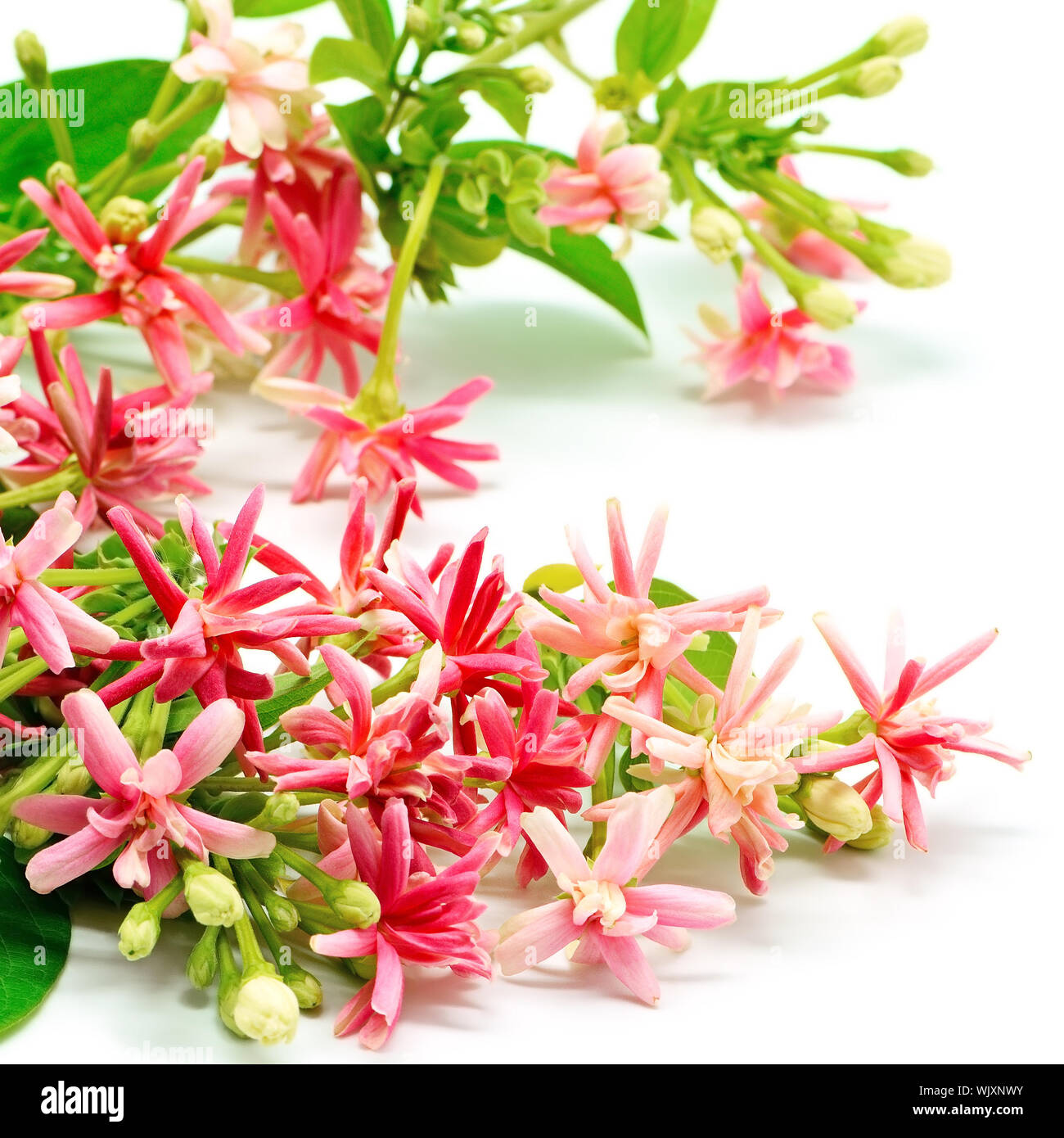Beautiful Rangoon Creeper flower (Quisqualis indica), isolated on a ...