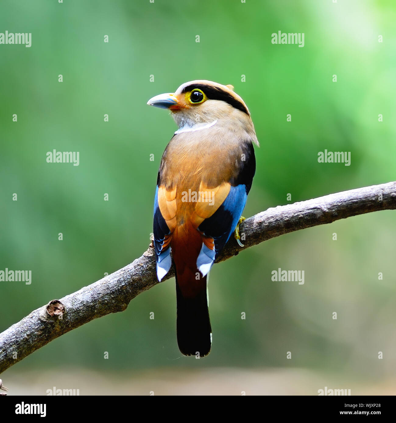 Colorful Broadbill bird, female Silver-breasted Broadbill (Serilophus ...