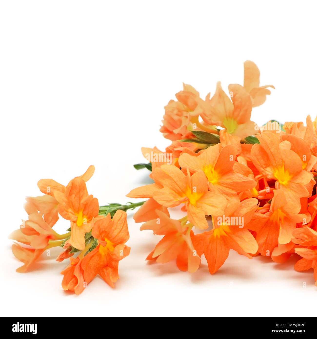 Orange Firecracker flower (Crossandra infundibuliformis), isolated on a ...