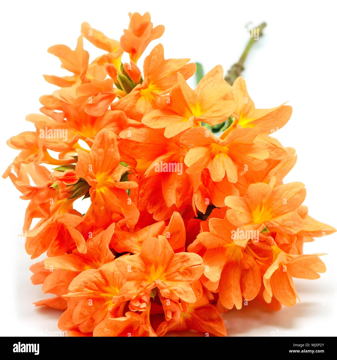 Ornamental orange Firecracker flower (Crossandra infundibuliformis ...