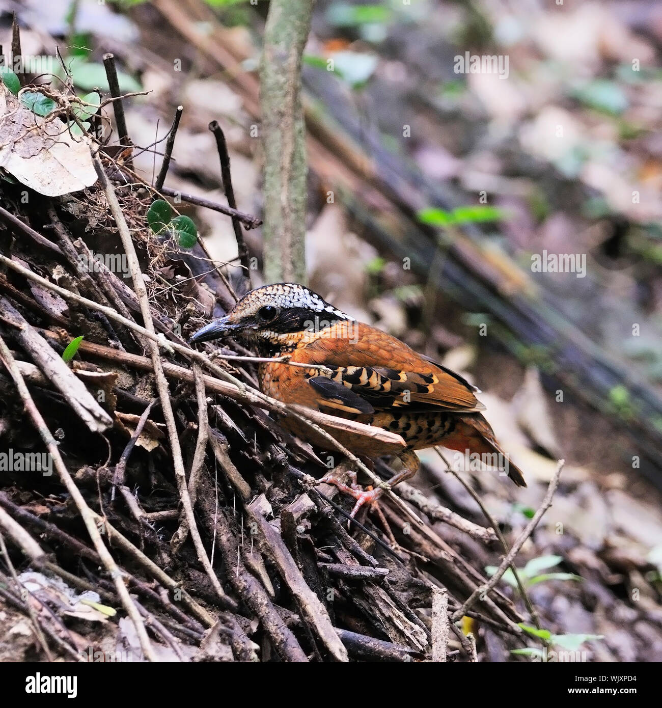 Colorful Pitta bird, male Eared Pitta (Anthocincia phayrei), standing ...