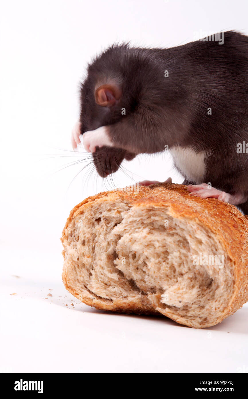 Rats very clever and artful rodents Stock Photo - Alamy