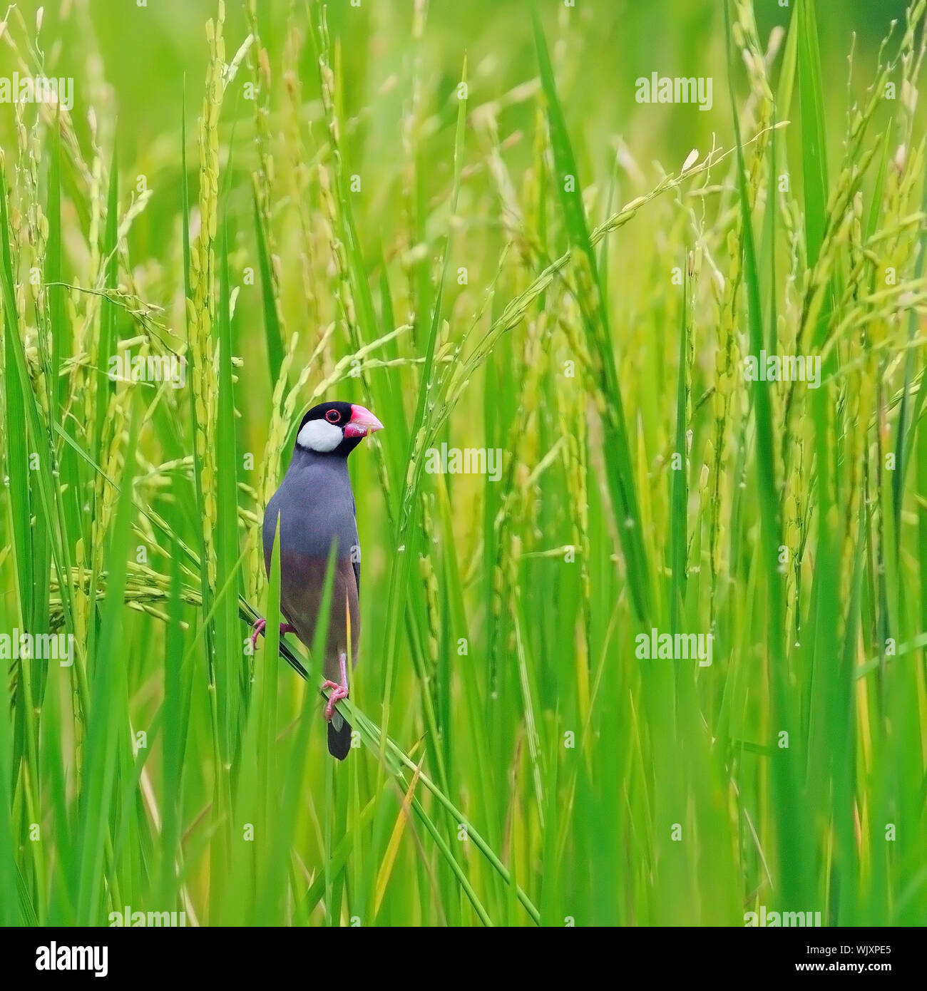 Beautiful Java Sparrow bird (Lonchura oryzivora), standing on a rice ...