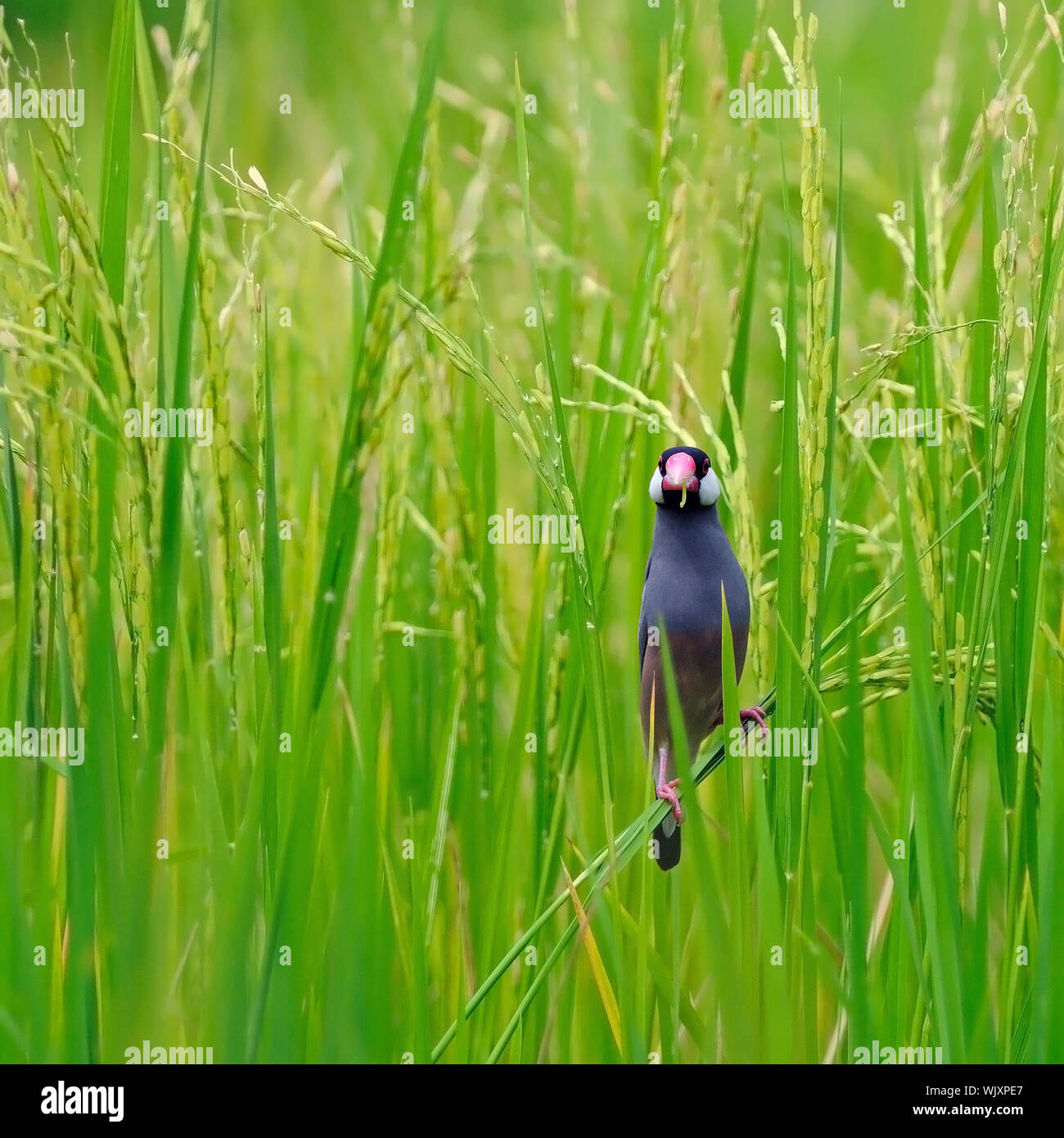 Beautiful Java Sparrow bird (Lonchura oryzivora), standing on a rice ...