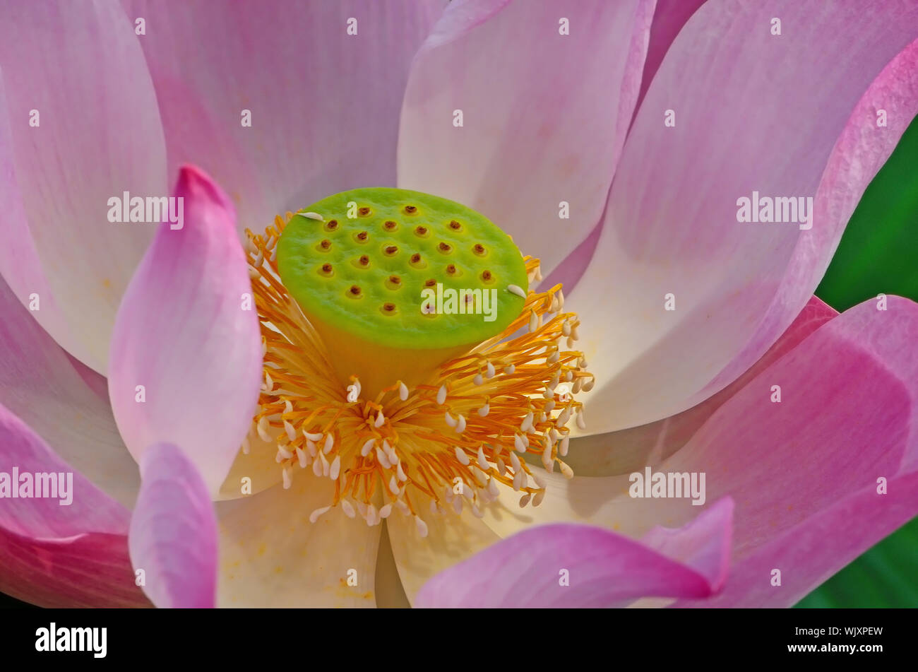 Closeup japanese pink lotus hi-res stock photography and images - Alamy