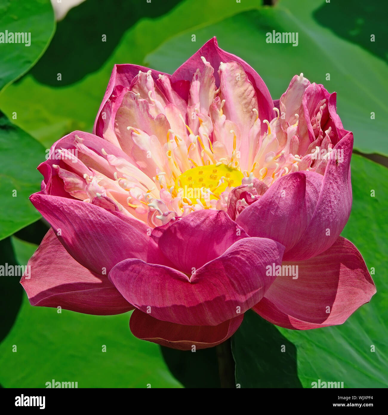 Closeup japanese pink lotus hi-res stock photography and images - Alamy