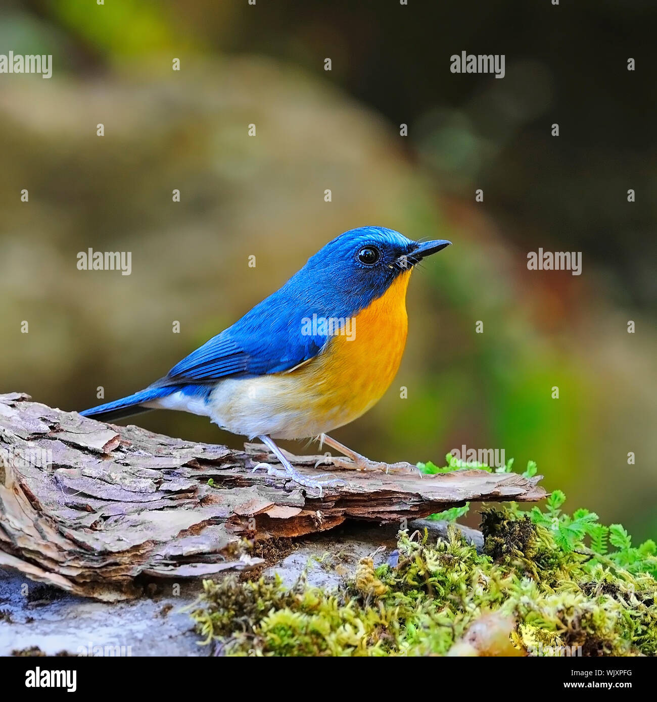 Colorful blue bird, male Hill Blue Flycatcher (Cyornis banyumas ...