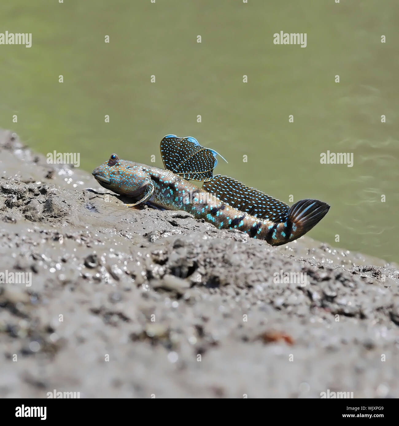 A little cute Mudskipper, Amphibious fish (Boleophthalmus boddarti ...