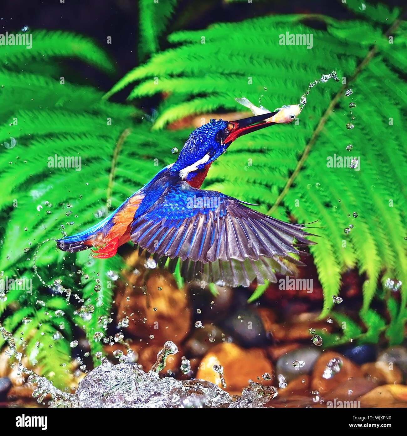 Kingfisher bird in action ,catch jumping fish, male Blued-eared ...