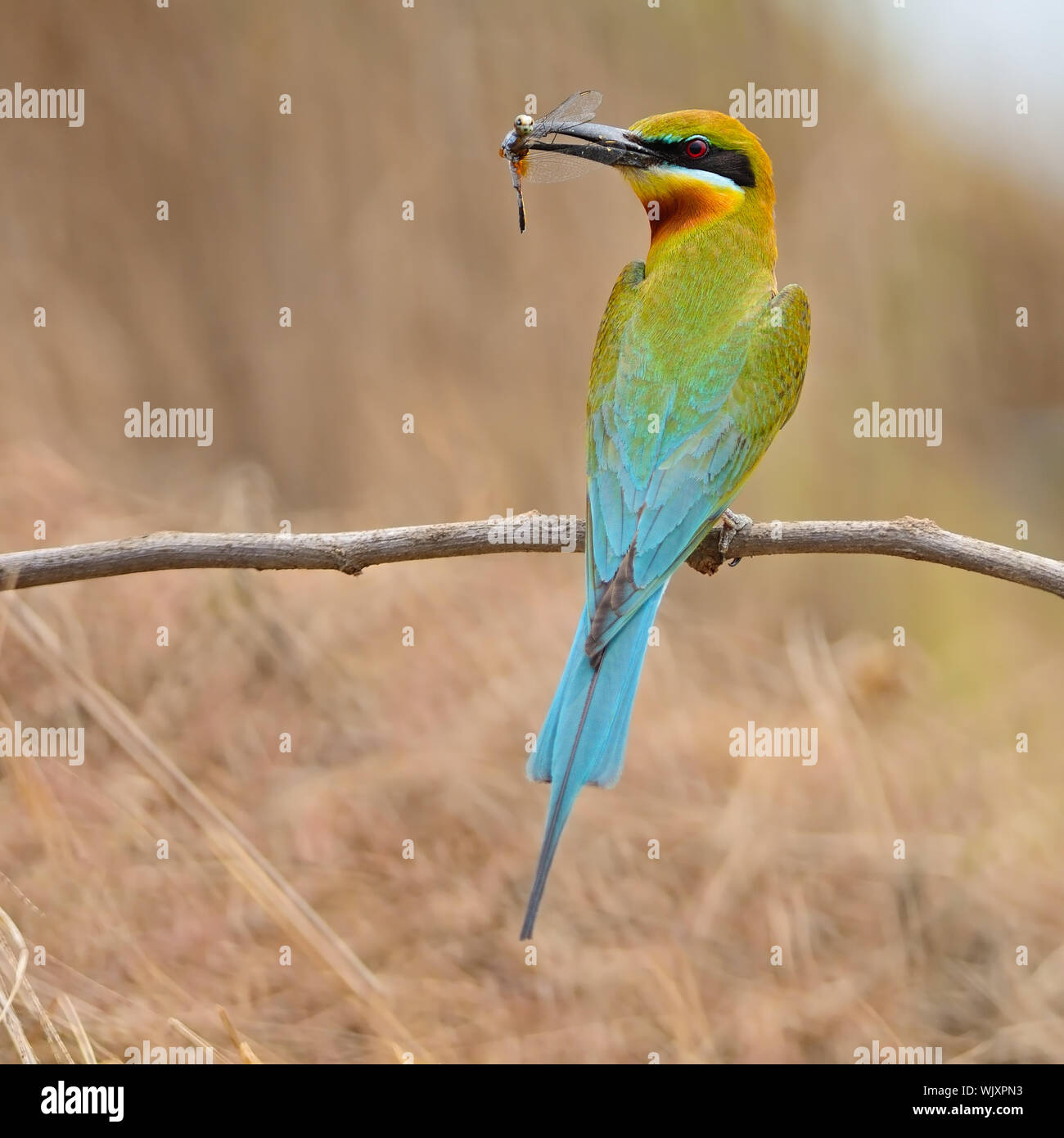 Beautiful Bee-eater bird, Blue-tailed Bee-eater (Merops philippinus) , back profile Stock Photo ...