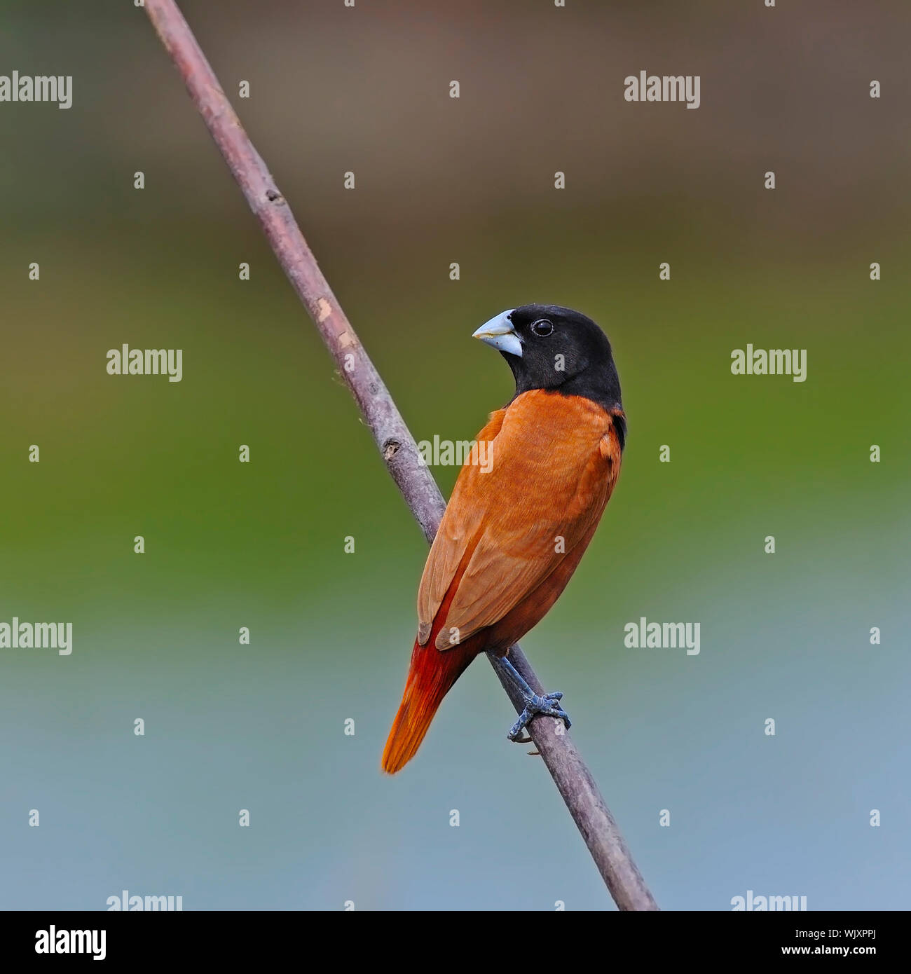 Black headed bird, Chestnut Munia ( Lonchura atricapilla), perching on ...