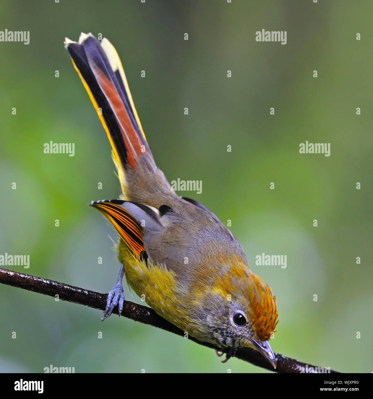 Beautiful yellow bird, Chestnut-tailed Minla (Minla strigula) on a ...