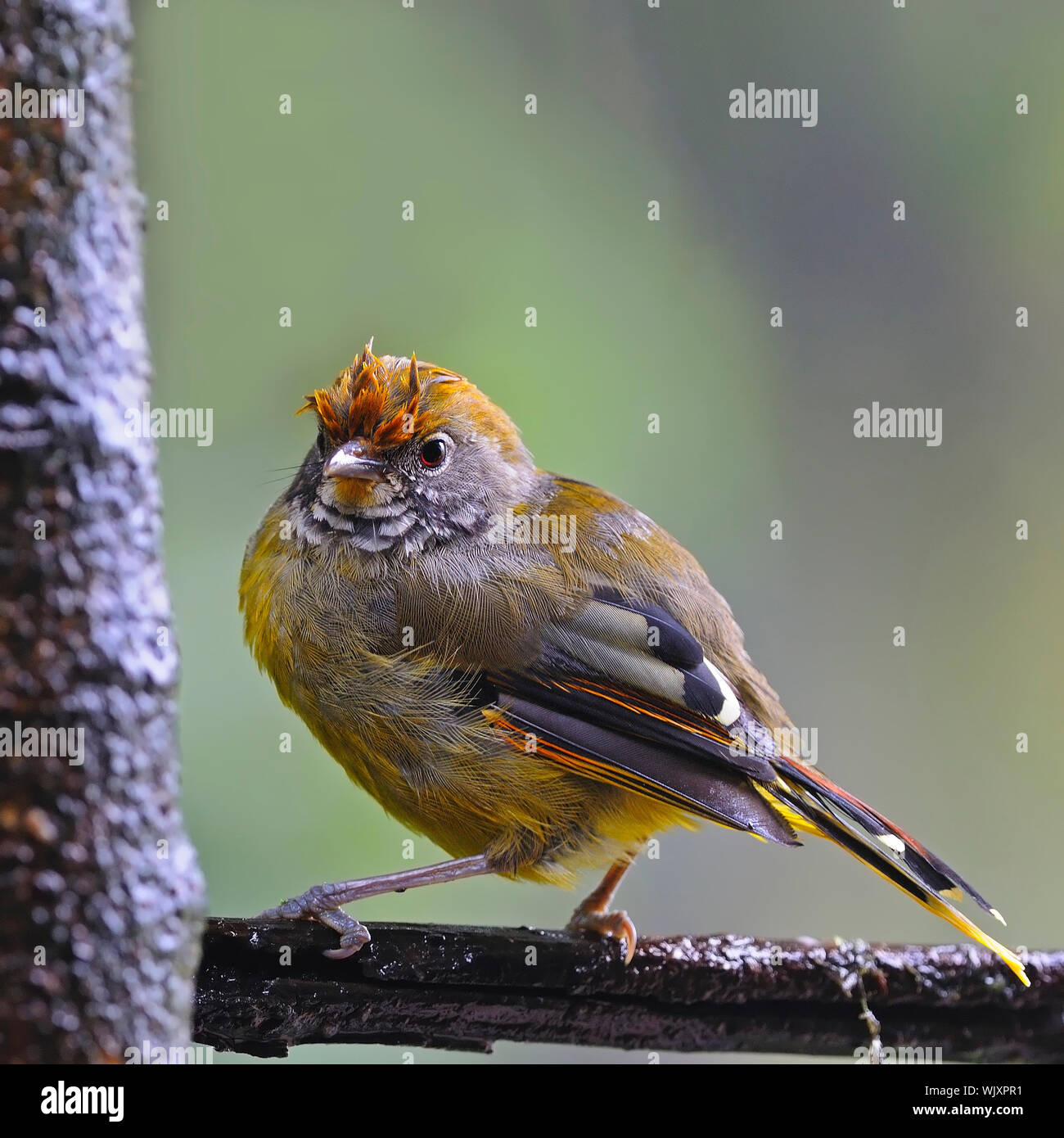 Beautiful yellow bird, Chestnut-tailed Minla (Minla strigula) on a ...