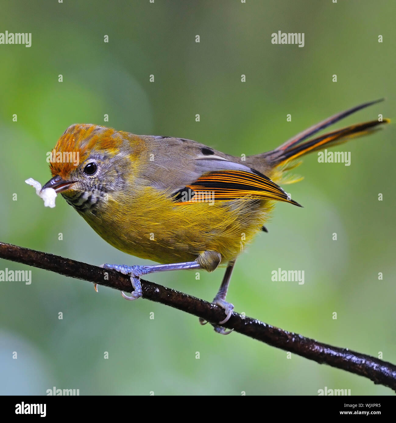 Beautiful yellow bird, Chestnut-tailed Minla (Minla strigula) on a ...