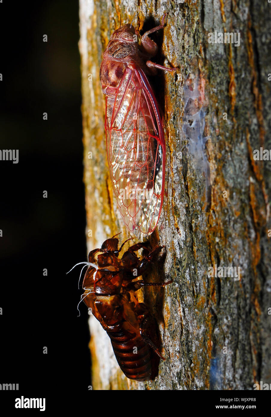 Closeup a husk and mature of cicada, hanging onto a tree branch Stock ...