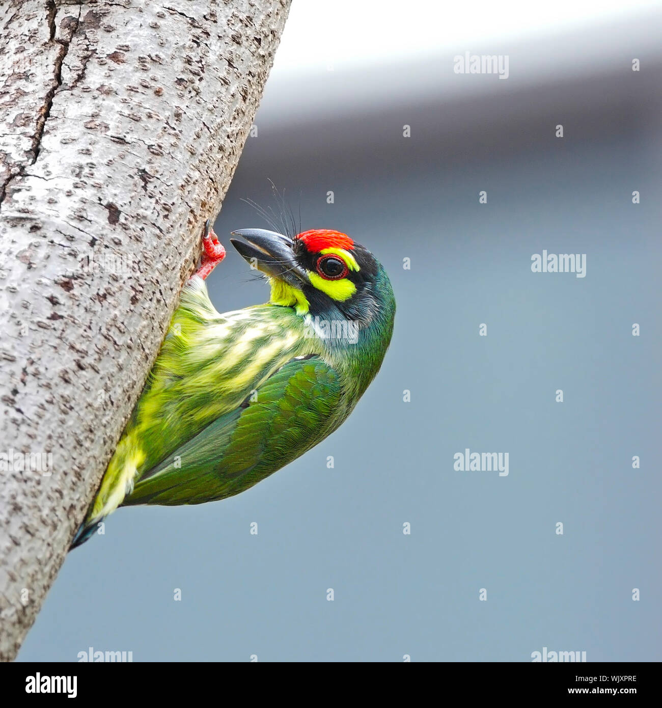 Colorful Barbet bird, Coppersmith Barbet (Megalaima haemacephala ...