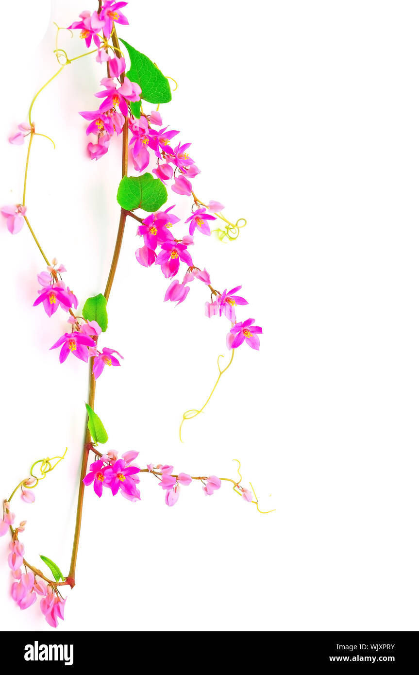 Blossom flower of Antigonon leptopus or Pink Coral Vine isolated on a ...