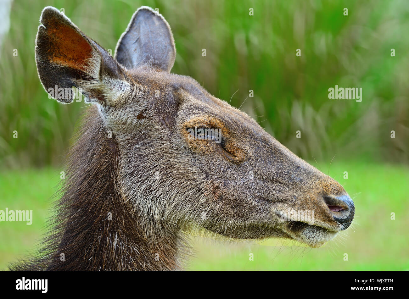 Deer Face Profile
