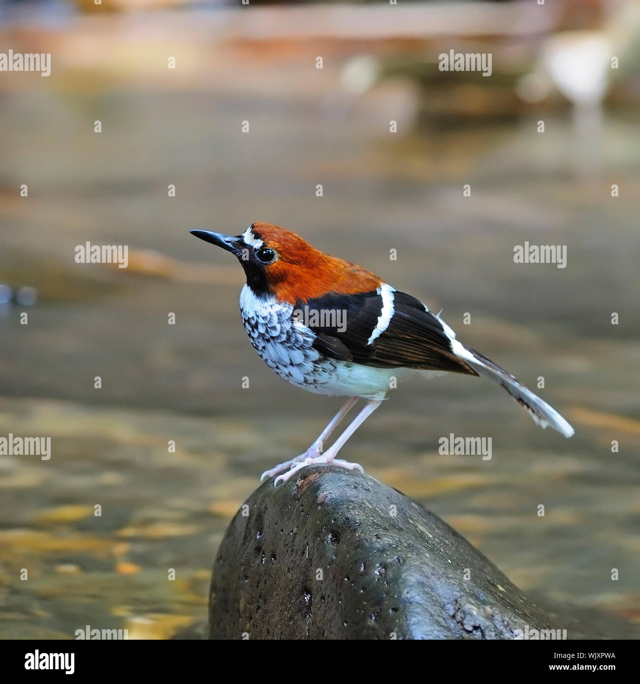 Forktail bird hi-res stock photography and images - Alamy