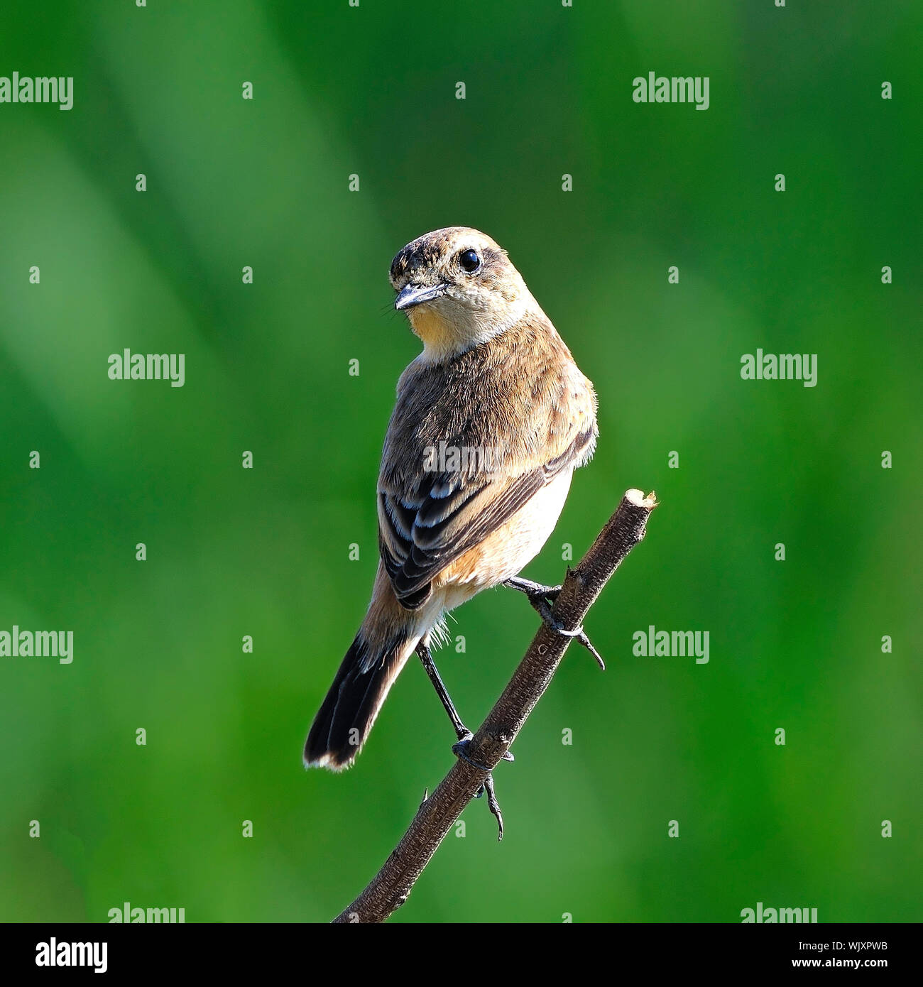 Beautiful grey bird, female Eastern Stonechat (Saxicola stejnegeri ...