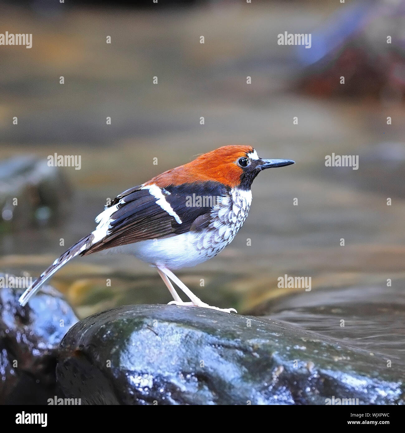 Chestnut Naped Forktail High Resolution Stock Photography and Images ...