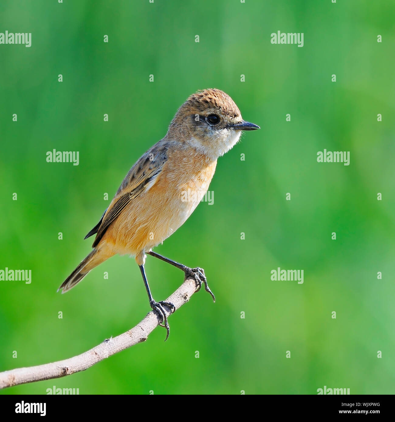 Beautiful grey bird, female Eastern Stonechat (Saxicola stejnegeri ...