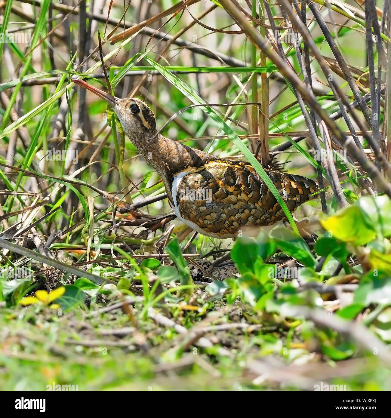 Long bill bird, male Greater Painted-snipe (Rostratula benghalensis ...