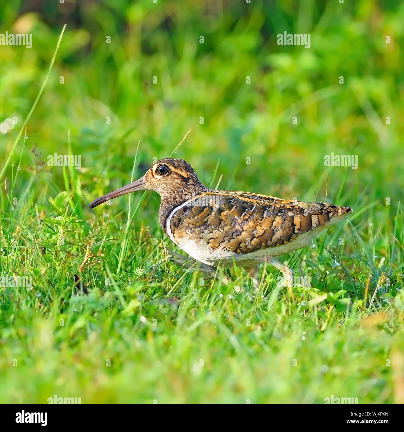 Male greater painted snipe hi-res stock photography and images - Alamy