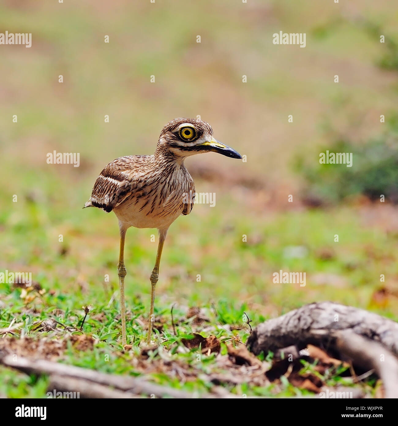 Burthinus indicus hi-res stock photography and images - Alamy