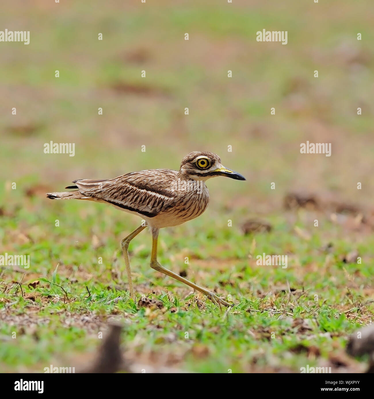 Amazing evil bird, Indian Thick-knee (Burhinus indicus), standing on ...