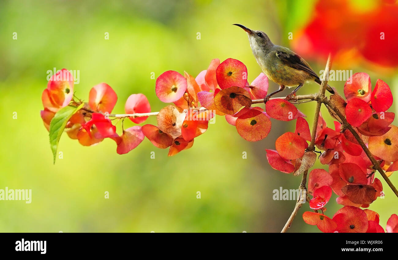 Beautiful Sunbird, juvinile male Black-throated Sunbird (Aethopyga ...