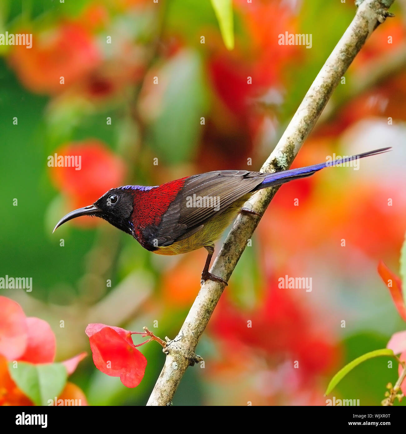 Long tailed sunbird hi-res stock photography and images - Alamy