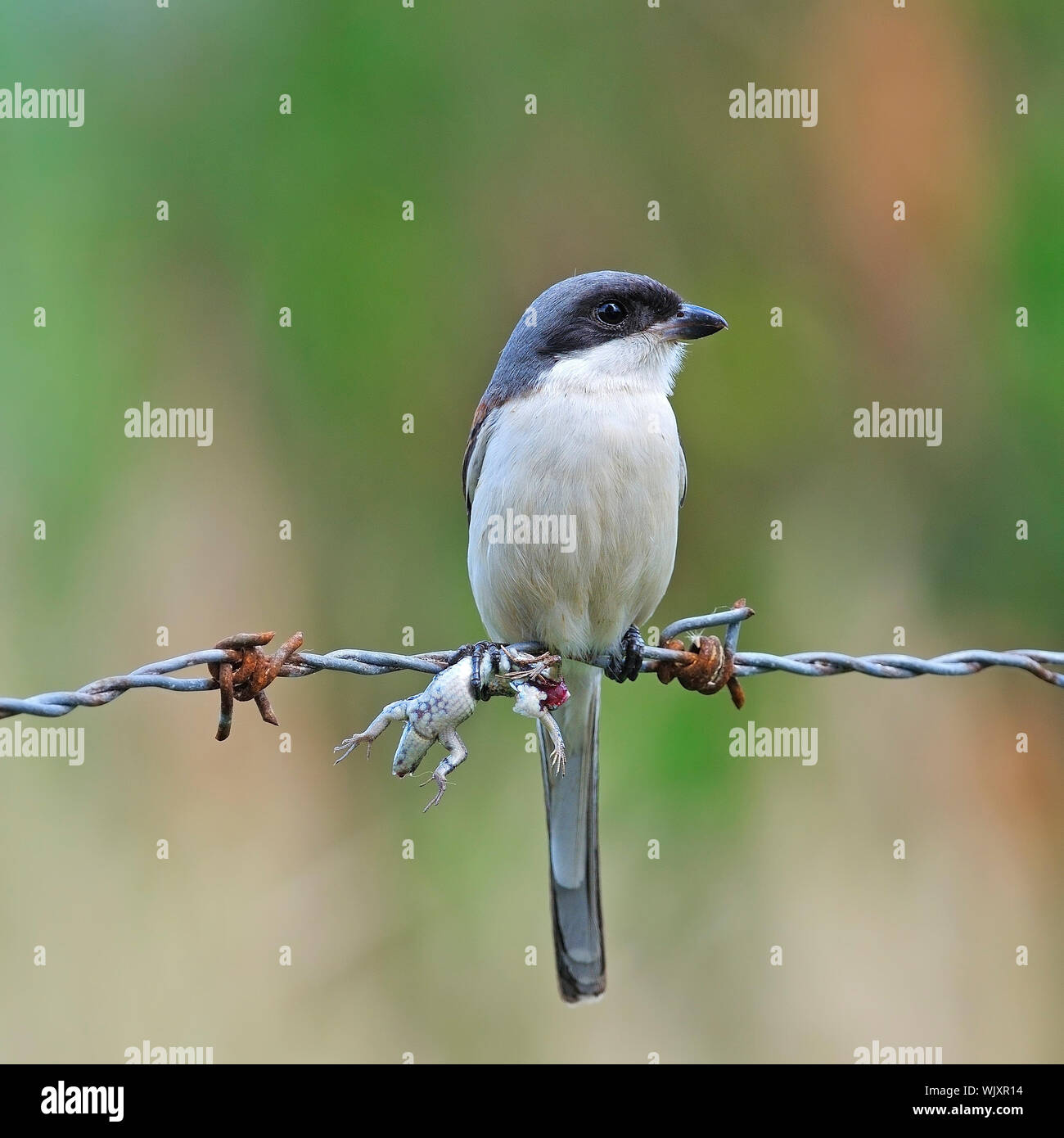Beautiful brown bird, male Burmese Shrike (Lanius collurioides) with ...