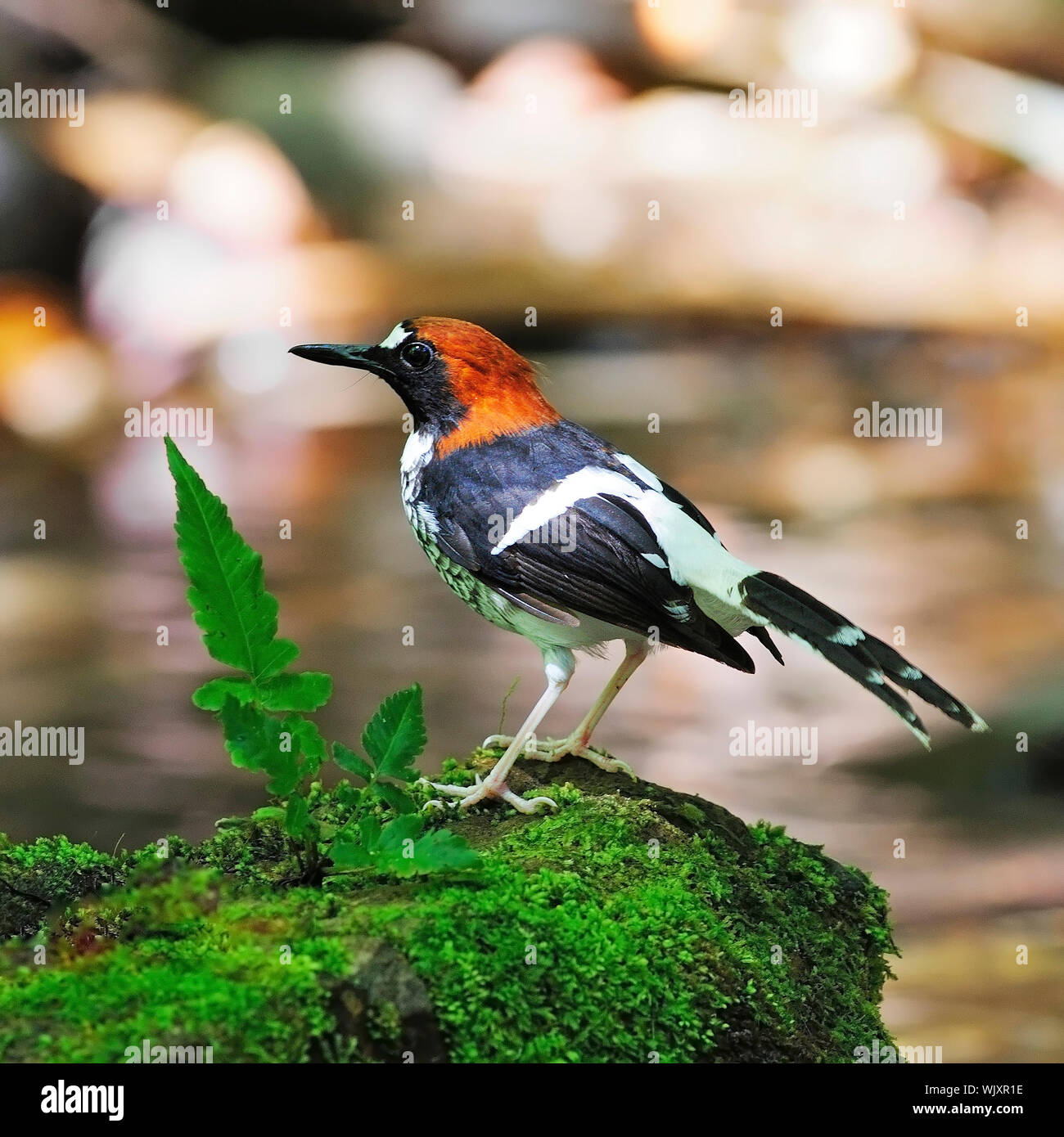 Forktail bird hi-res stock photography and images - Alamy
