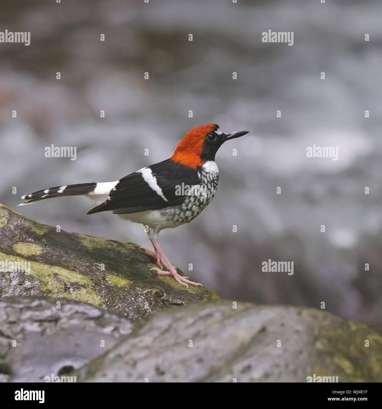 Forktail bird hi-res stock photography and images - Alamy