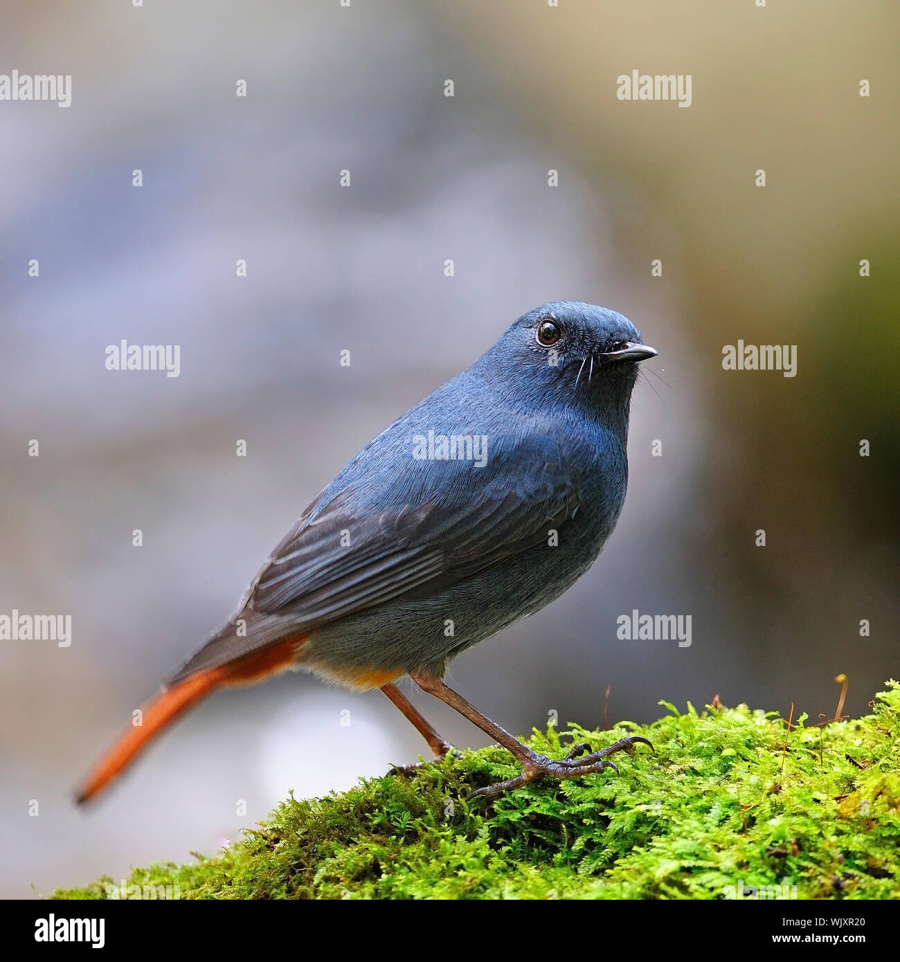 Beautiful blue bird, male Plumbeous Redstart (Rhyacomis fuliginosa ...