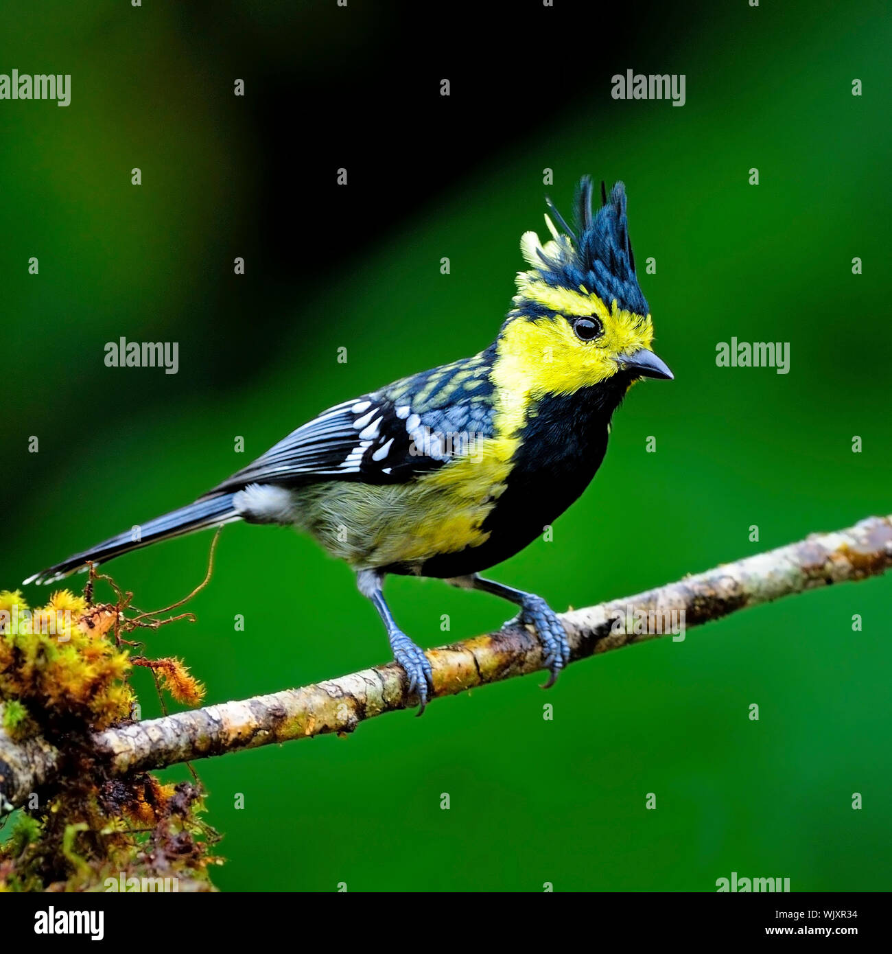 Beautiful yellow bird, Yellow-cheeked Tit (Parus spilonotus), black ...