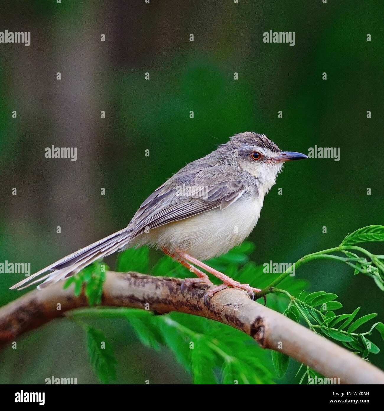 Beautiful Plain Prinia bird (Prinia inornata), standing on a branch ...