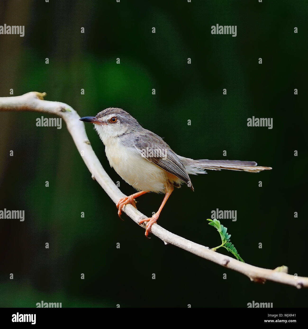 Beautiful Plain Prinia bird (Prinia inornata), standing on a branch ...