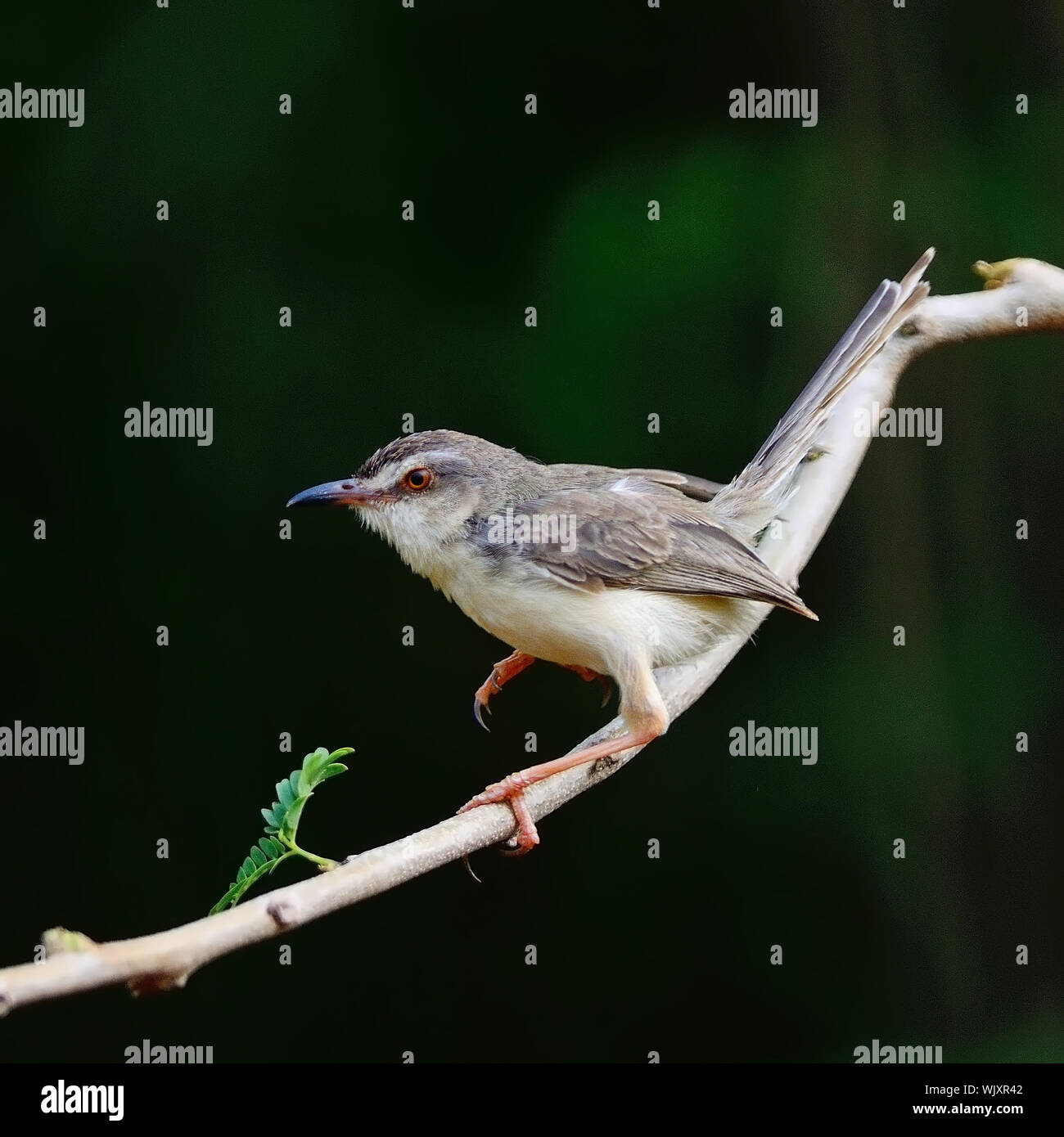 Prinia inornata hi-res stock photography and images - Alamy