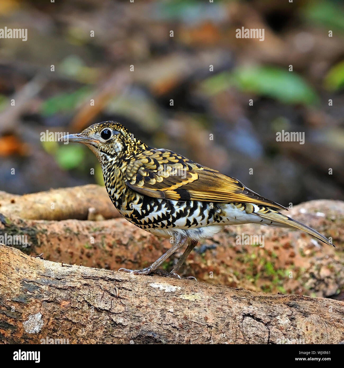 Beautiful scaly bird, Scaly Thrush (Zoothera dauma), standing on the ...