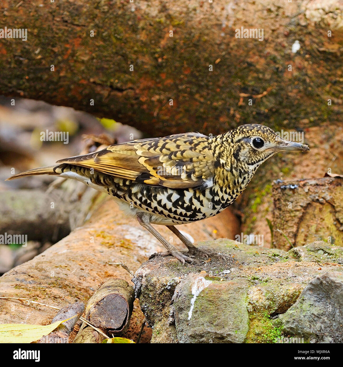 Beautiful scaly bird, Scaly Thrush (Zoothera dauma), standing on the ...