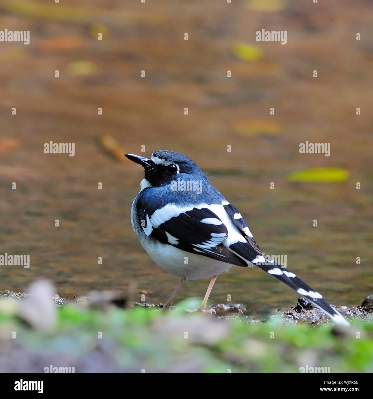 Forktail bird hi-res stock photography and images - Alamy