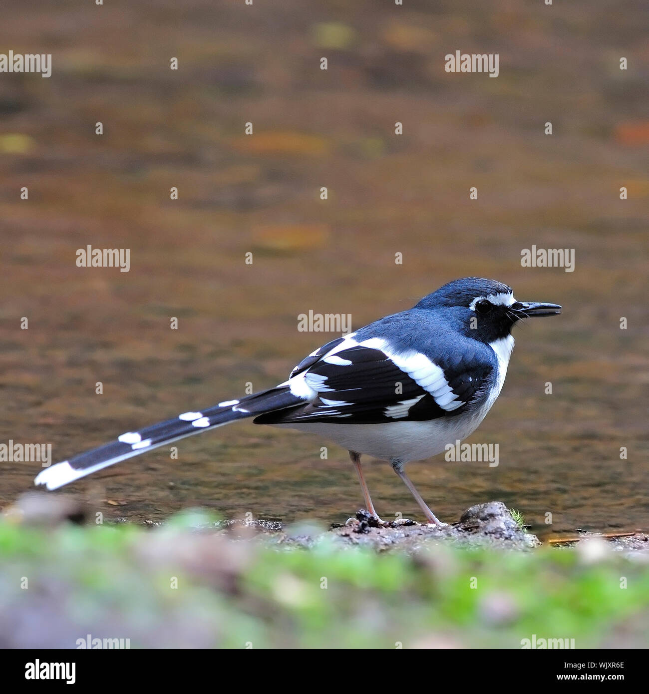 Forktail bird hi-res stock photography and images - Alamy