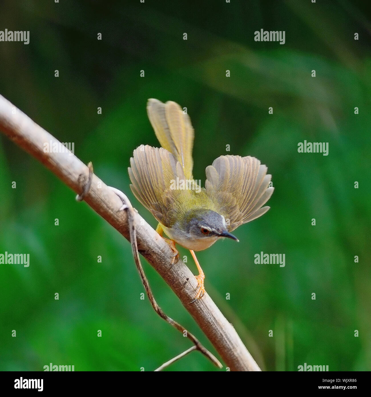 Beautiful Yellow-bellied Prinia bird (Prinia flaviventris), standing on ...