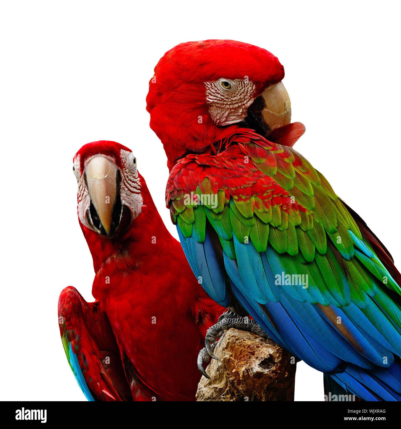 Colorful Greenwinged Macaw aviary, isolated on a white background Stock ...